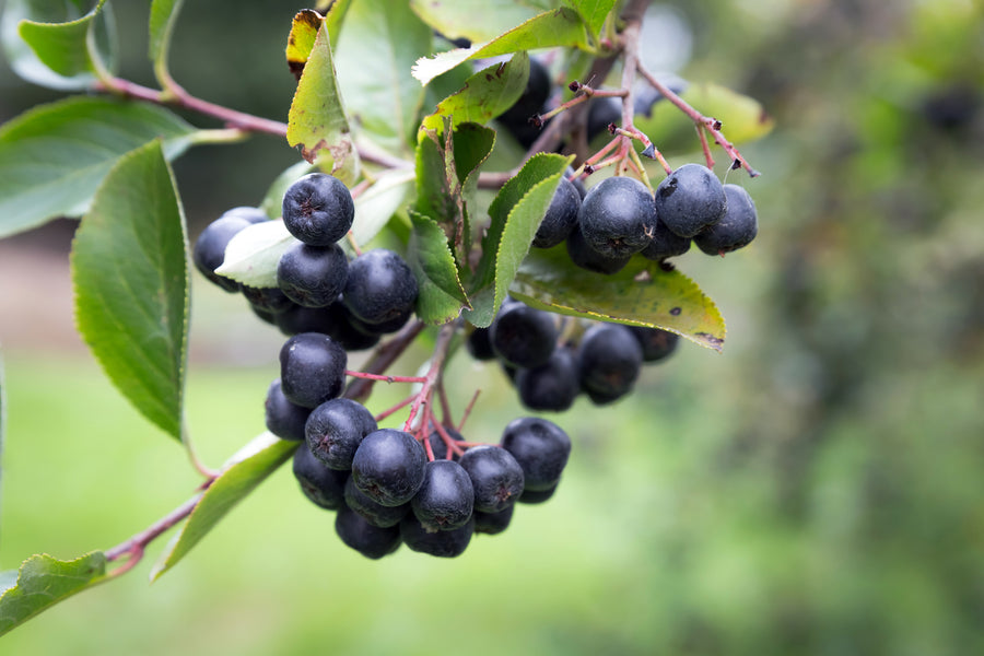 Natural Botanical Extracts for Diverse Applications – Bulk Naturals