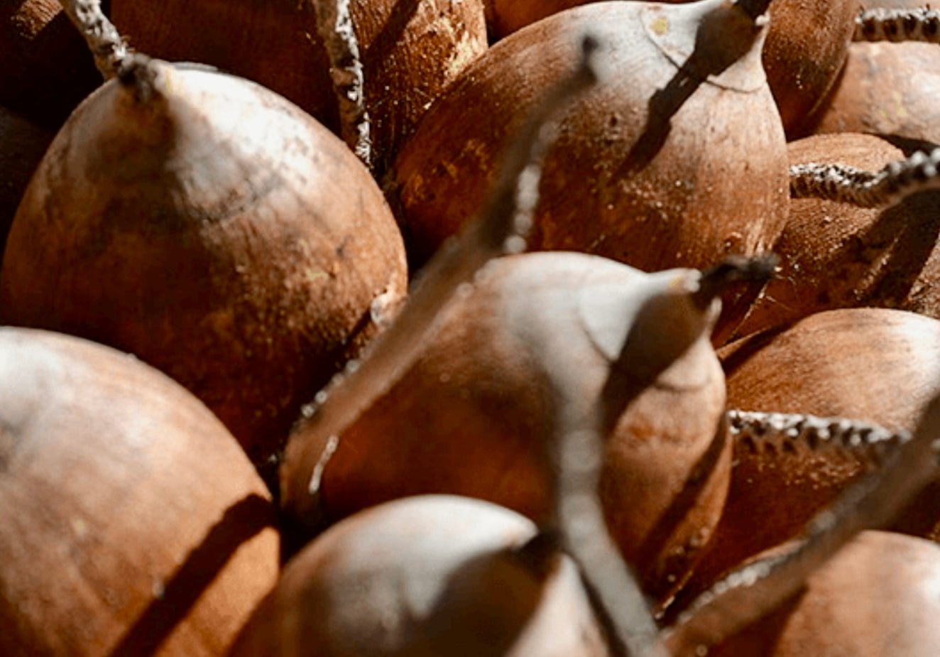 Babassu Oil – Bulk Naturals