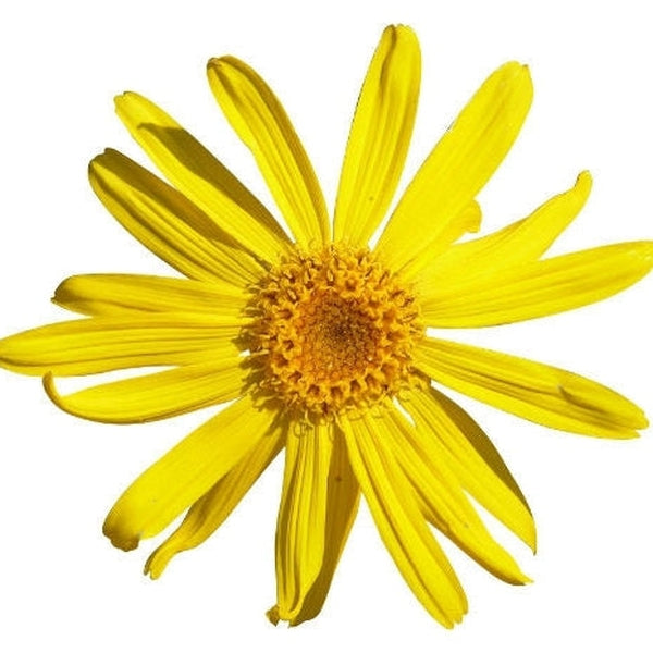 Arnica Botanical Extract Powder 4:1 – Bulk Naturals